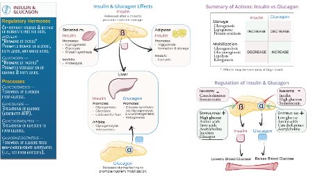 Physiology: Insulin, Glucagon, & Glucose Homeostasis | ditki medical ...