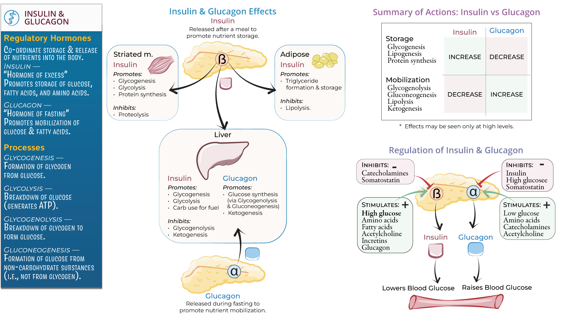 Physiology: Insulin, Glucagon, & Glucose Homeostasis | ditki medical ...