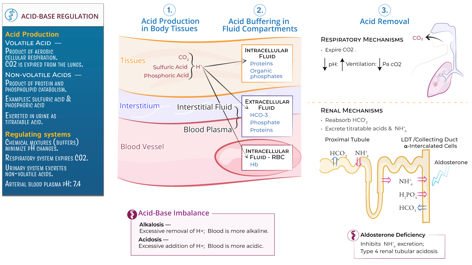 Physiology: Acid Buffering and Regulation | ditki medical & biological ...