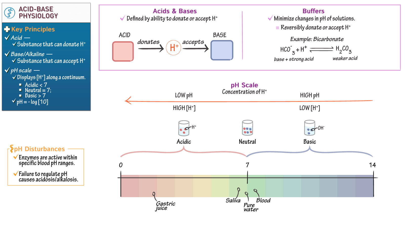 Physiology: Introduction to Acids and Bases | ditki medical ...