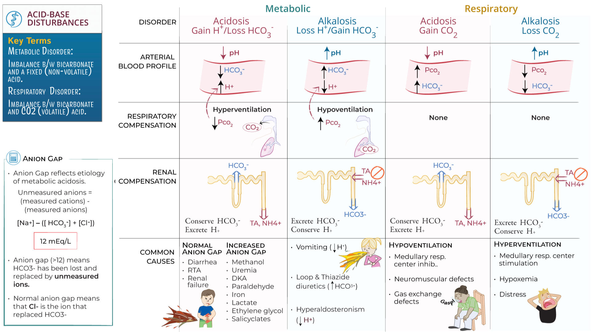 Renal System: Alkalosis and Acidosis | ditki medical & biological sciences
