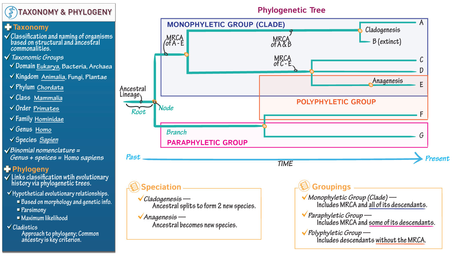 General Biology: Taxonomy and Phylogeny | ditki medical & biological ...