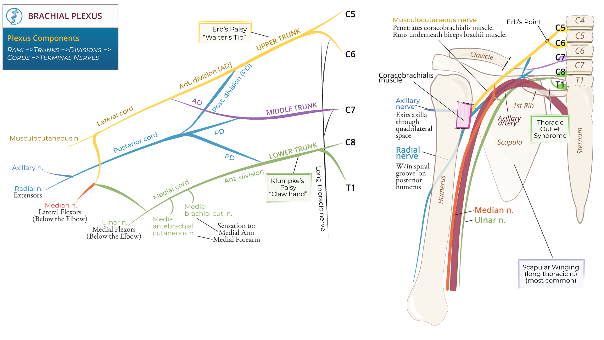 Brachial Plexus Anatomy Medbullets Step 1