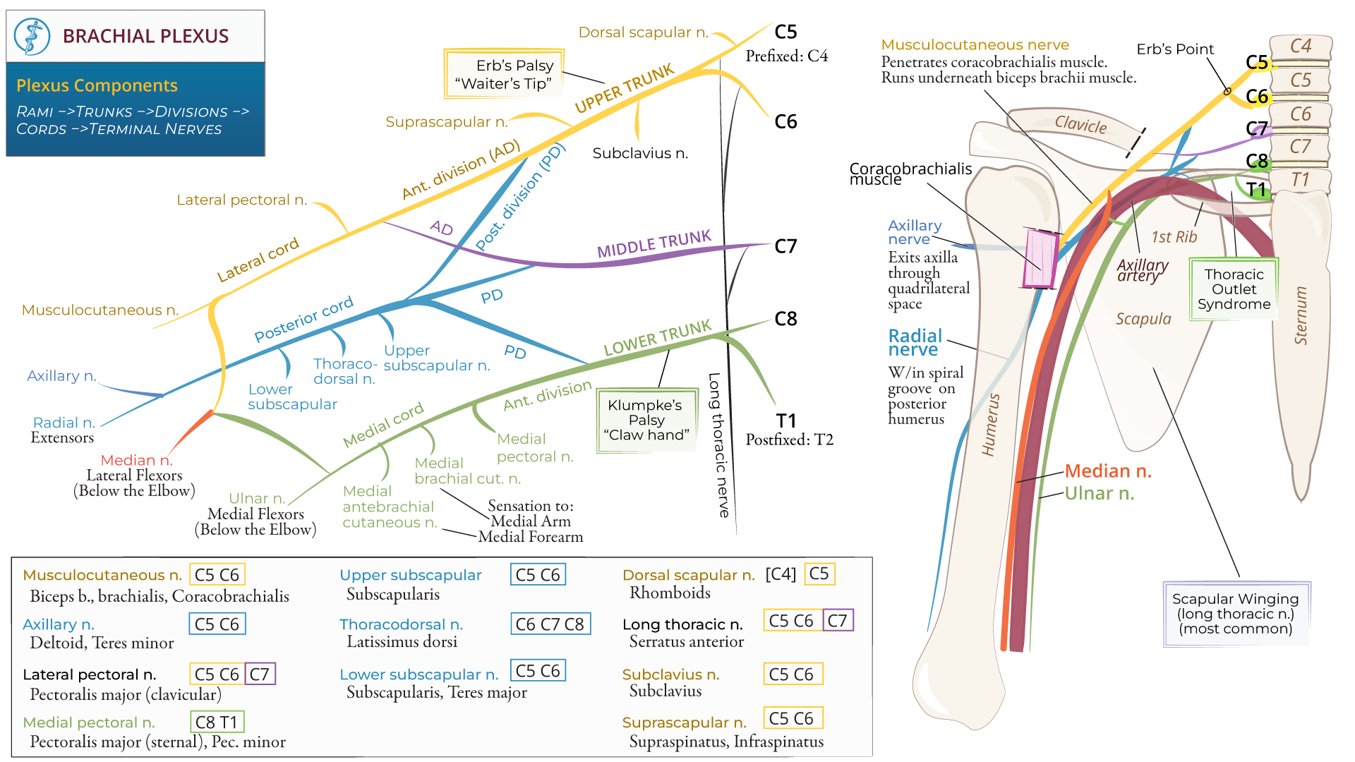 Neuroanatomy: Brachial Plexus - Advanced USMLE-step-1 | ditki medical & biological sciences