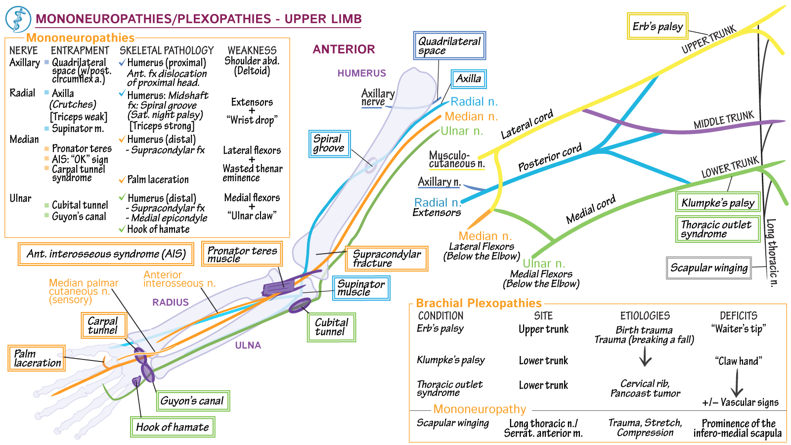 Neuroanatomy: Upper Extremity - Mononeuropathies & Plexopathies | ditki ...
