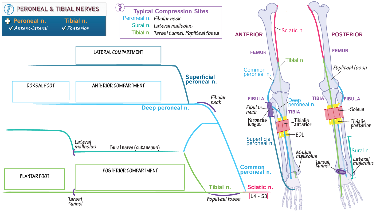 Neuroanatomy: Peroneal & Tibial Nerves | ditki medical & biological ...