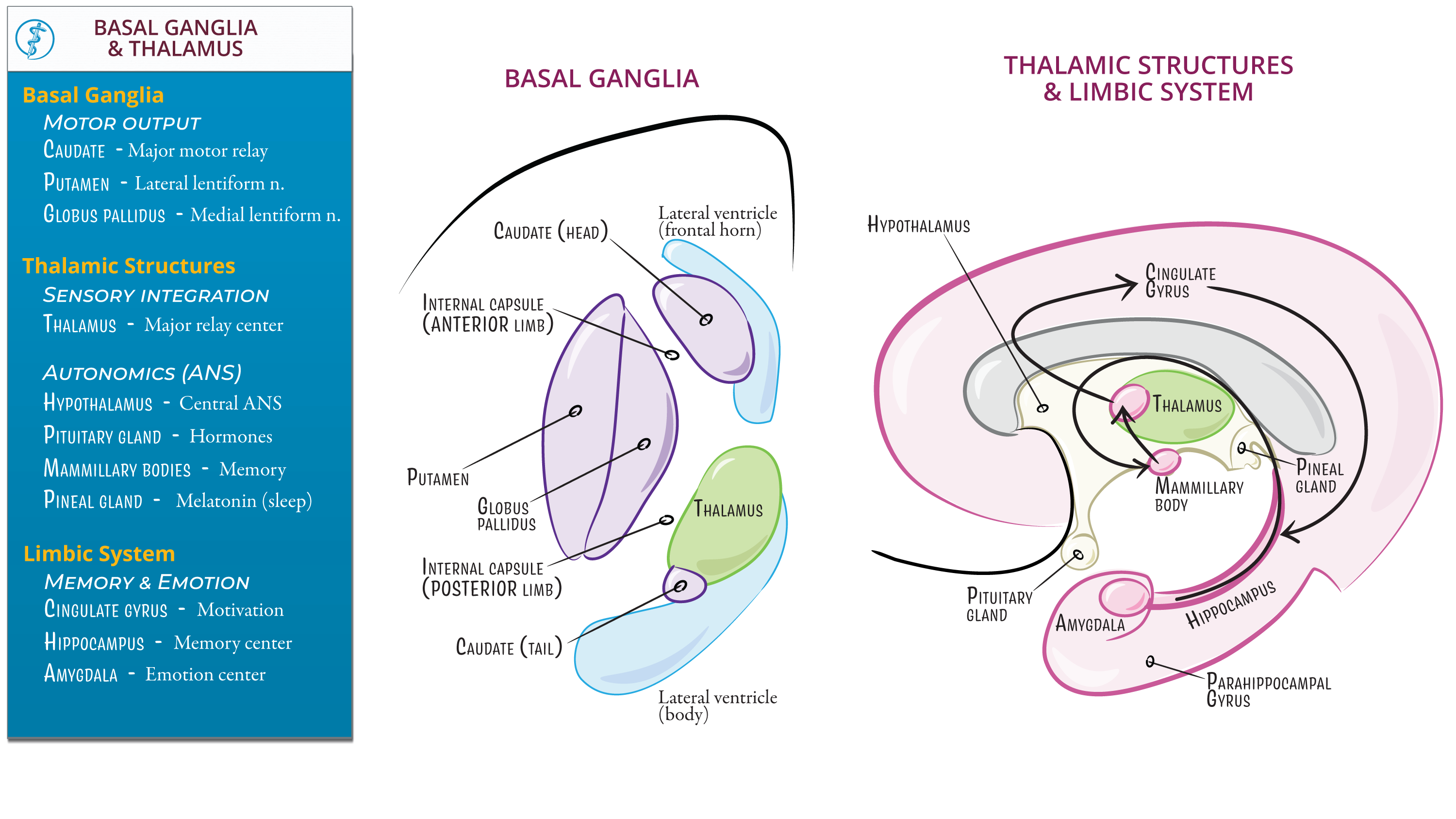 Neuroanatomy Basal Ganglia Thalamus Limbic System Ditki Medical