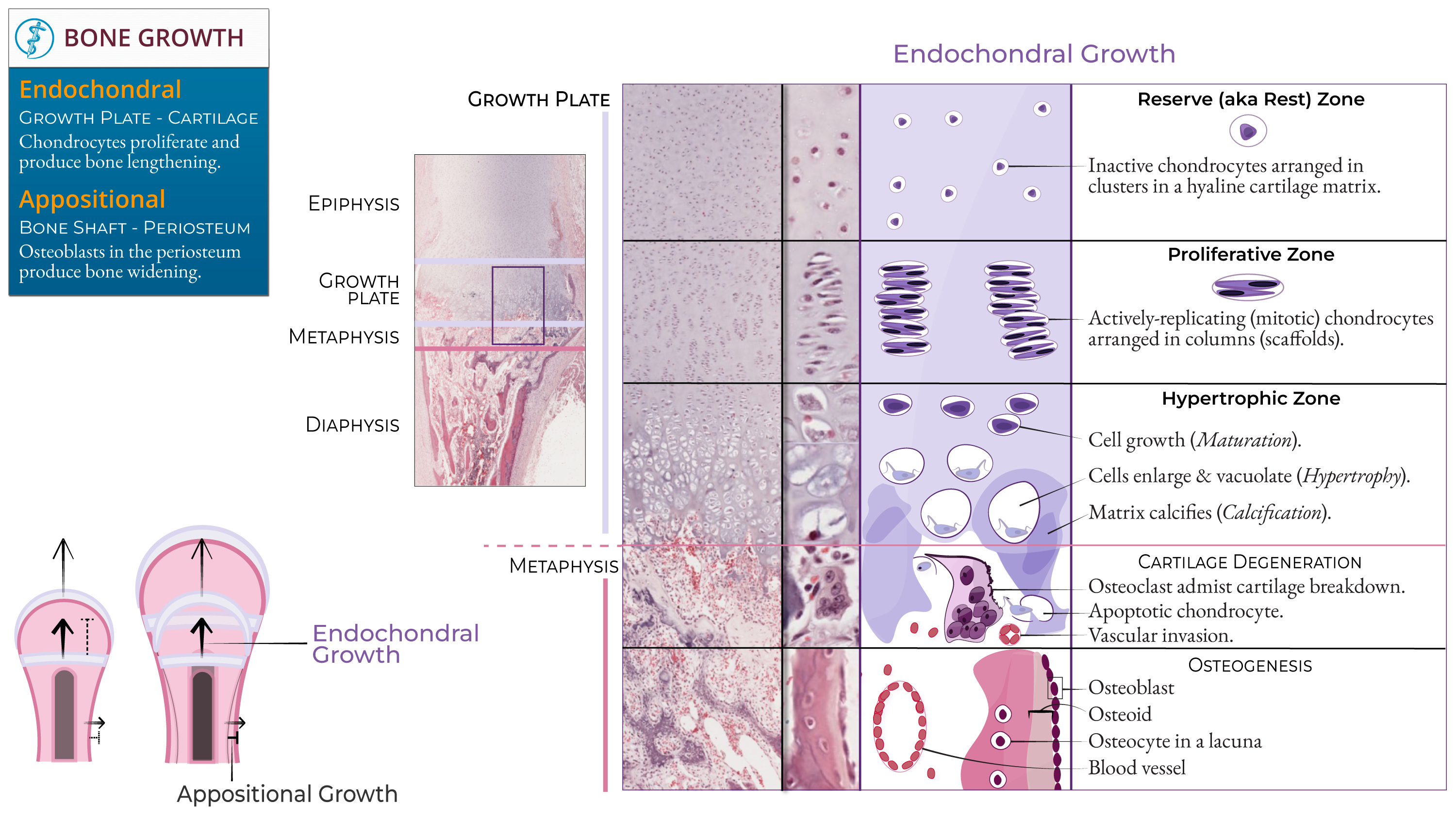 Anatomy Physiology Bone Histology Draw It To Know It