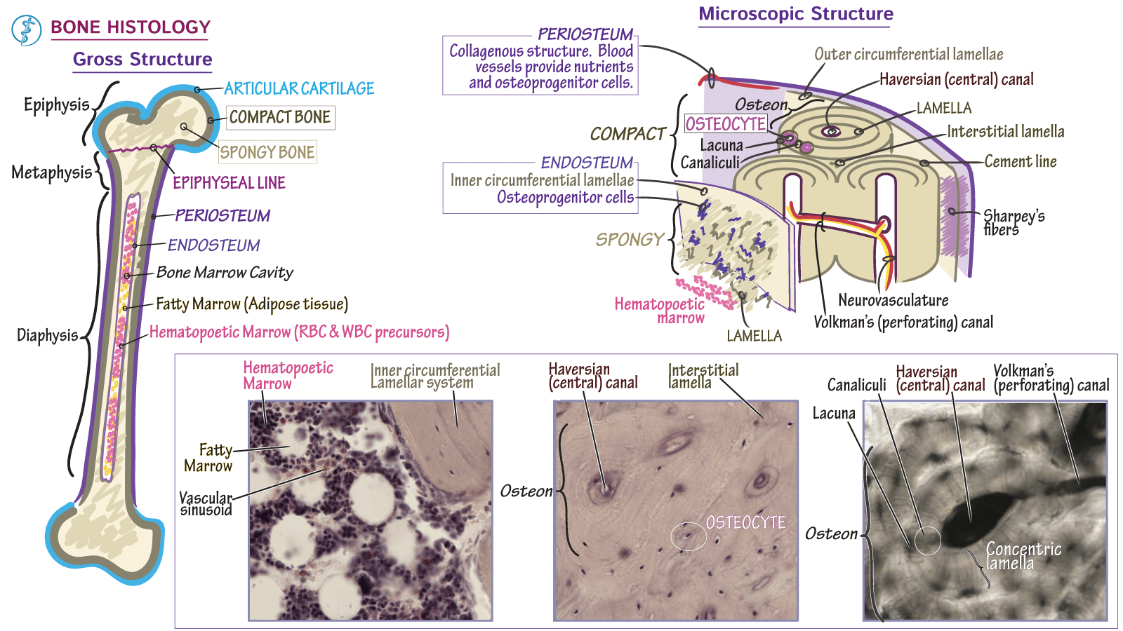 Bone Histology Constituents And Types Kenhub Photos