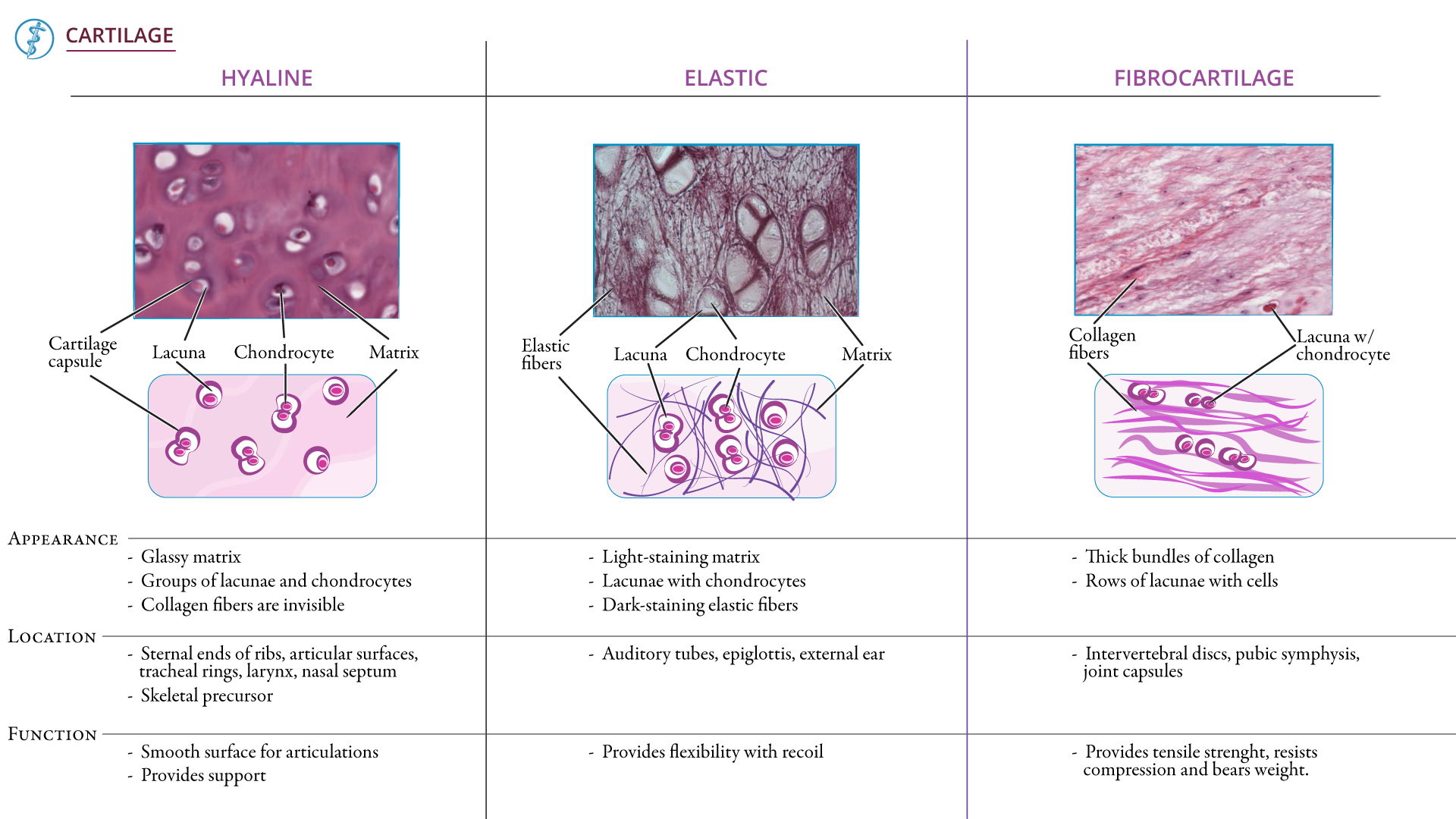 Gross Anatomy: Cartilage Histology | ditki medical & biological sciences