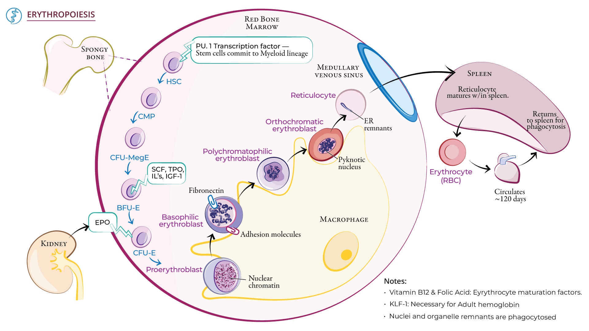 Advanced Anatomy & Physiology: Erythropoiesis | ditki medical ...