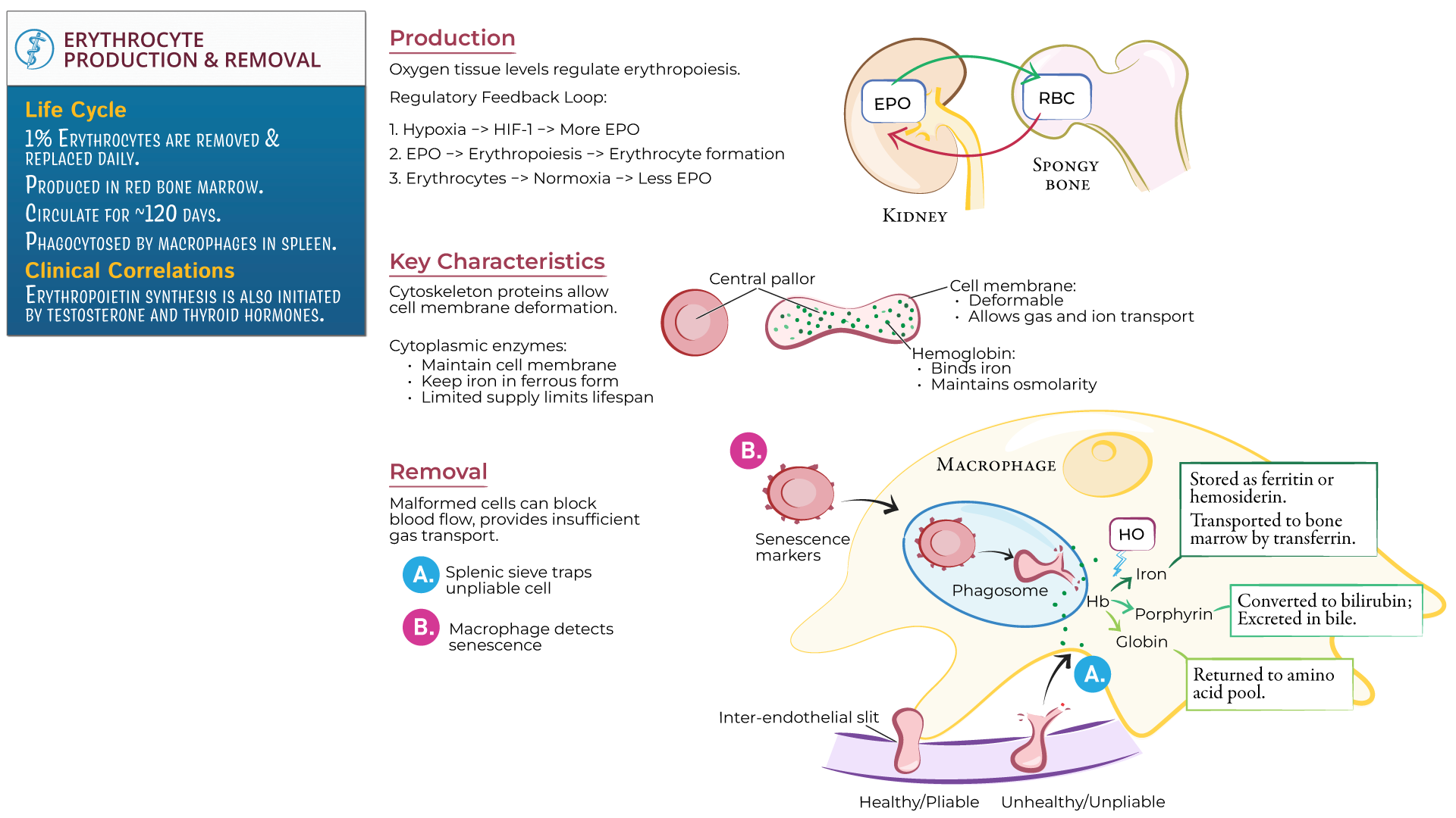 Advanced Anatomy & Physiology: Regulation of Erythropoiesis & Removal ...