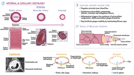 Anatomy & Physiology: Arteries & Capillaries | ditki medical ...