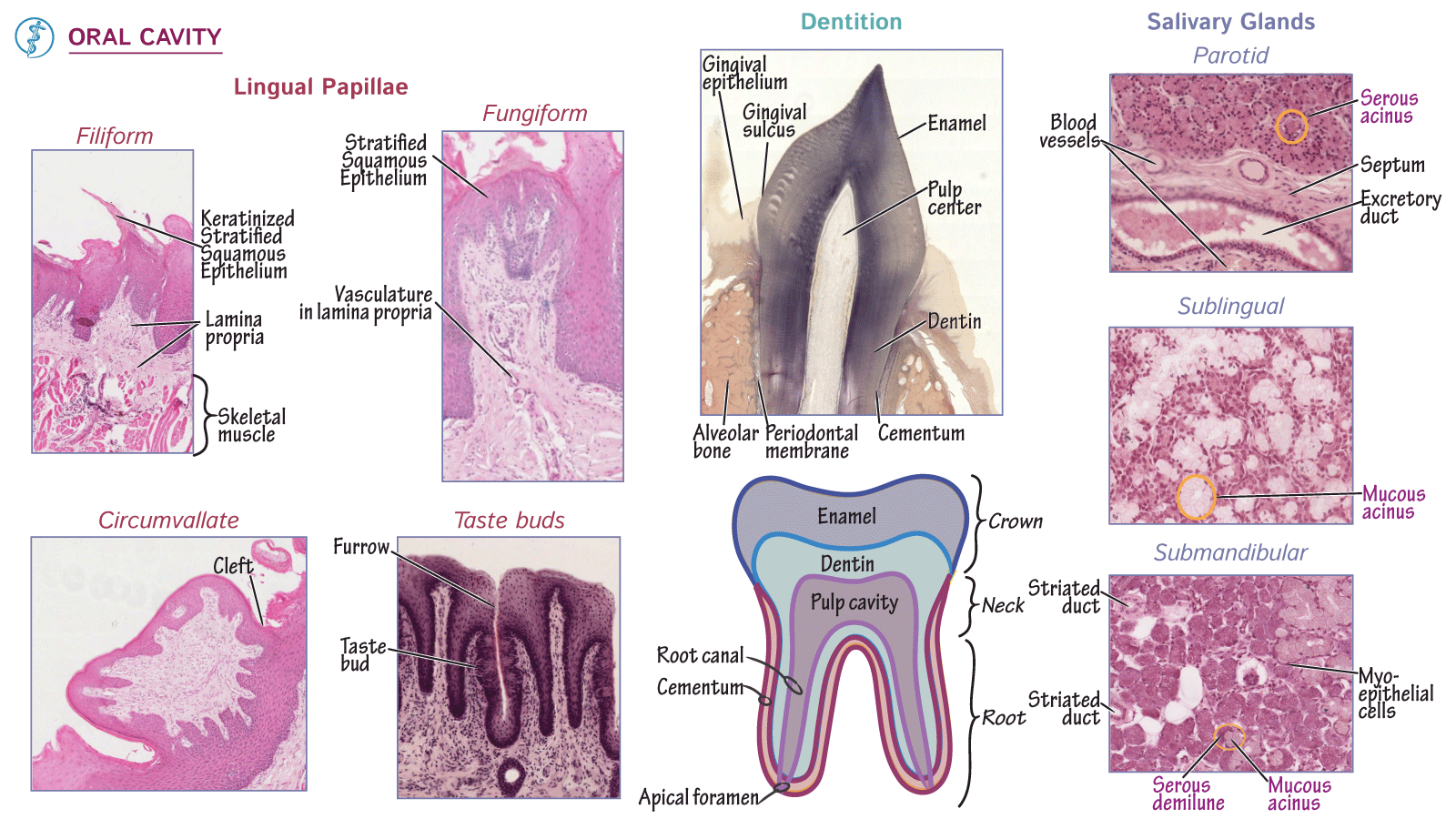 Histology Of Oral Mucosa Histology Of The Oral Cavity And Esophagus Histology Of Oral Mucosa Histology Of The Oral Cavity And Esophagus