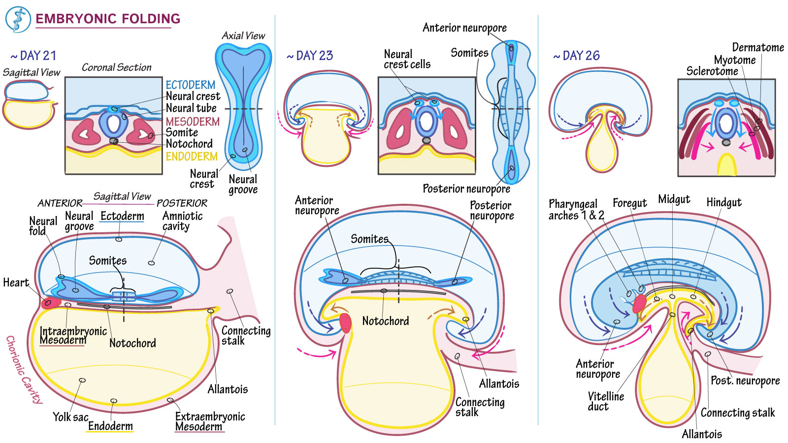 Embryology Diagram Embryology Diagram