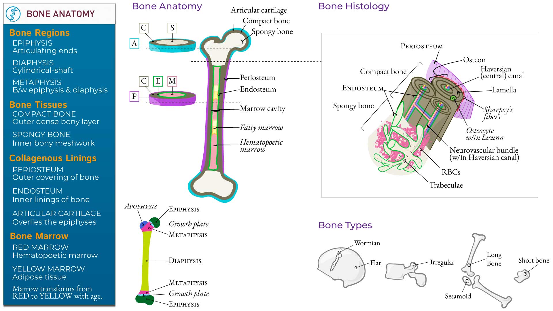 Histology Bone Anatomy And Histology Ditki Medical And Biological Sciences