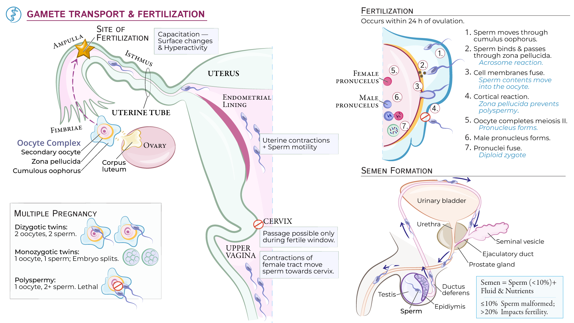 Embryology: Gamete Transport & Fertilization | ditki medical ...