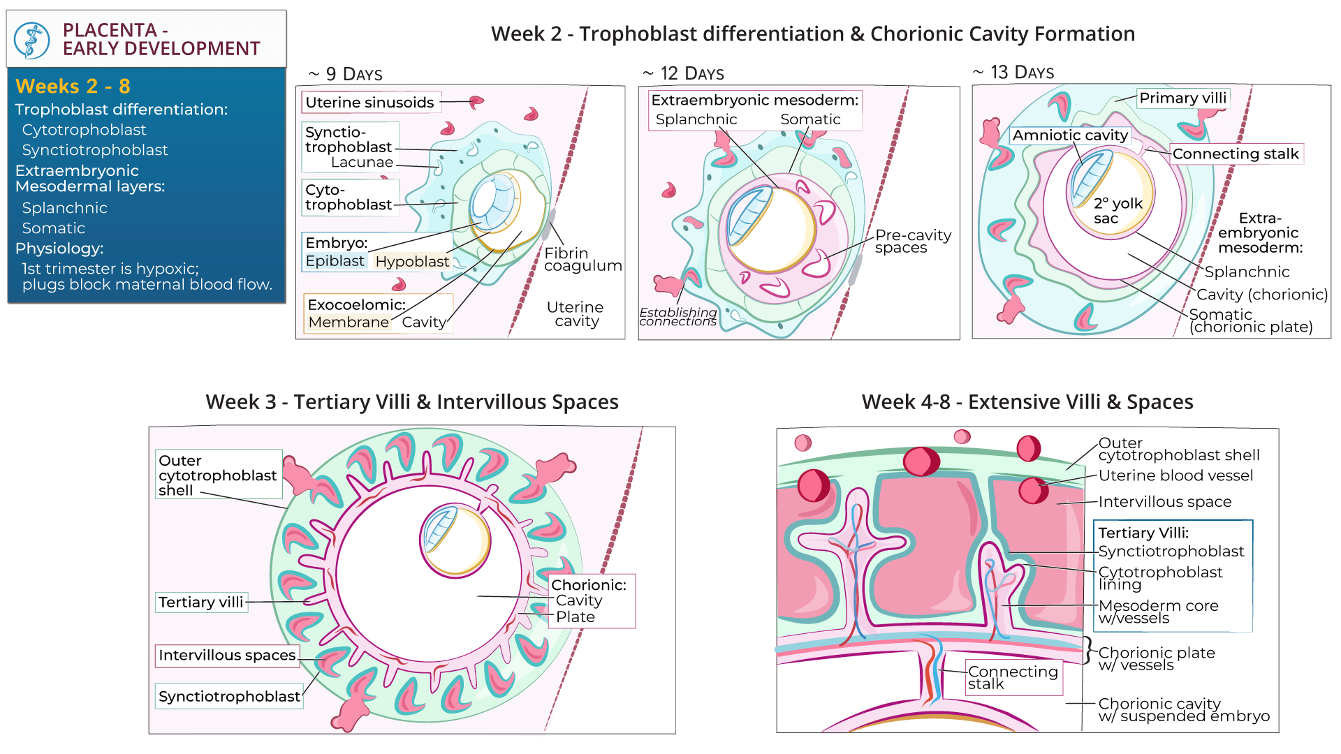 Embryology: Early Placental Development | ditki medical & biological ...