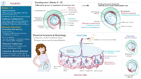 Embryology: Mature Placenta | ditki medical & biological sciences