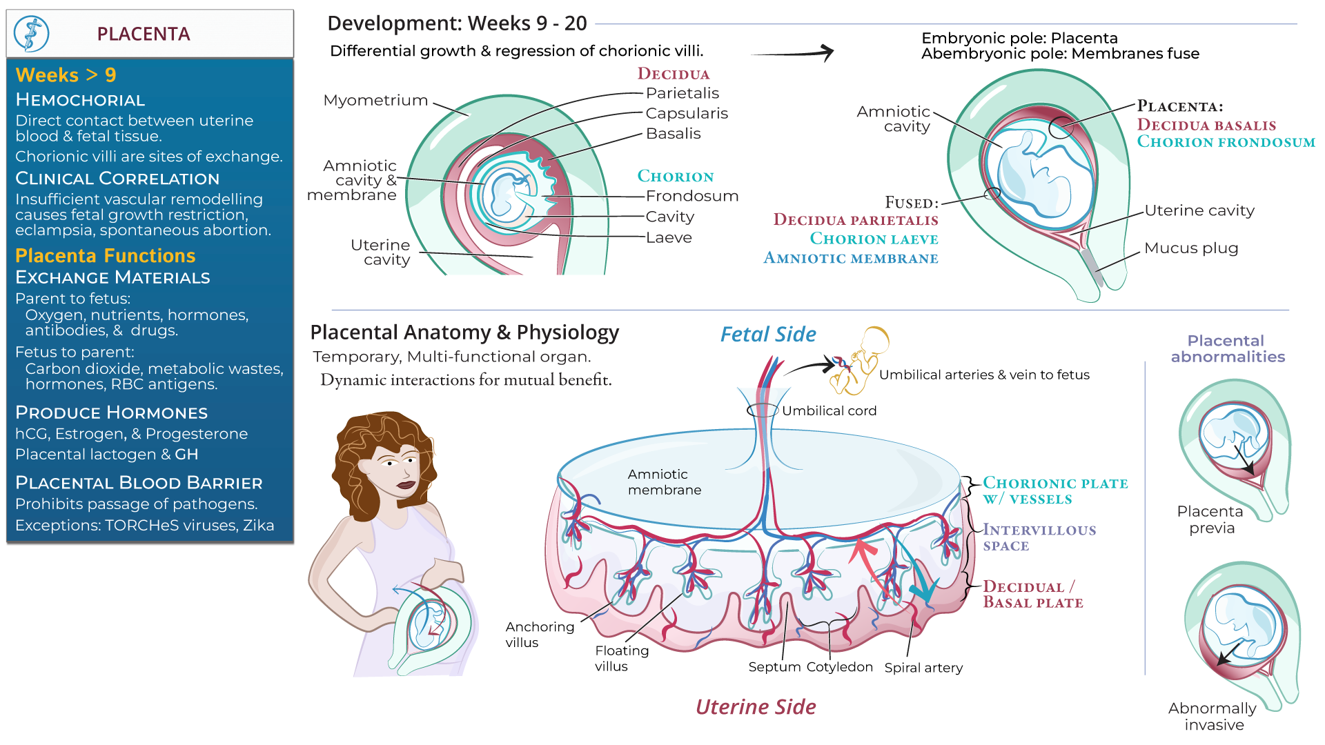 Embryology: Mature Placenta | ditki medical & biological sciences