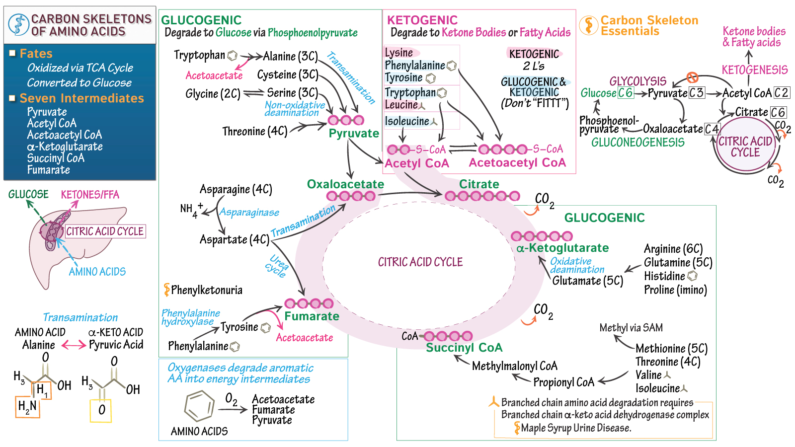 Endocrine System Carbon Skeletons Of Amino Acids Ditki Medical Endocrine System Carbon Skeletons Of Amino Acids Ditki Medical
