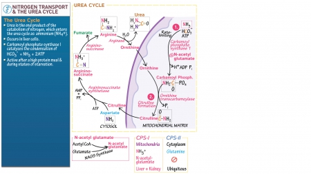 Biochemistry: The Urea Cycle | ditki medical & biological sciences