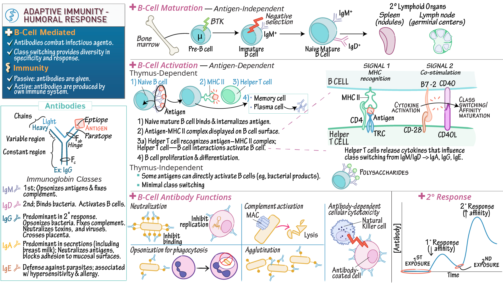 Humoral Response