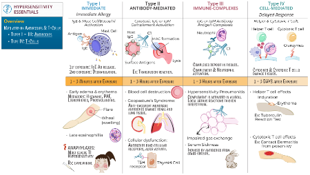 Clinical Pathology: Hypersensitivity Overview | ditki medical ...