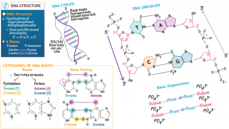 Biochemistry Fundamentals: DNA Structure & Base Pairing | ditki medical ...