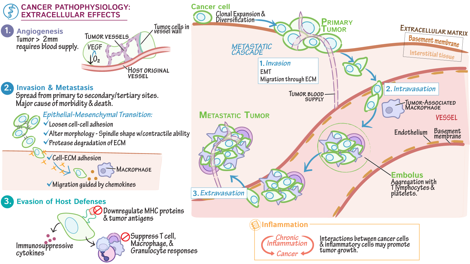 Pathology: Cancer Pathophysiology Part 2 | ditki medical & biological ...
