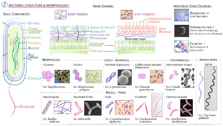 Clinical Pathology: Bacterial Structure & Morphology | ditki medical ...