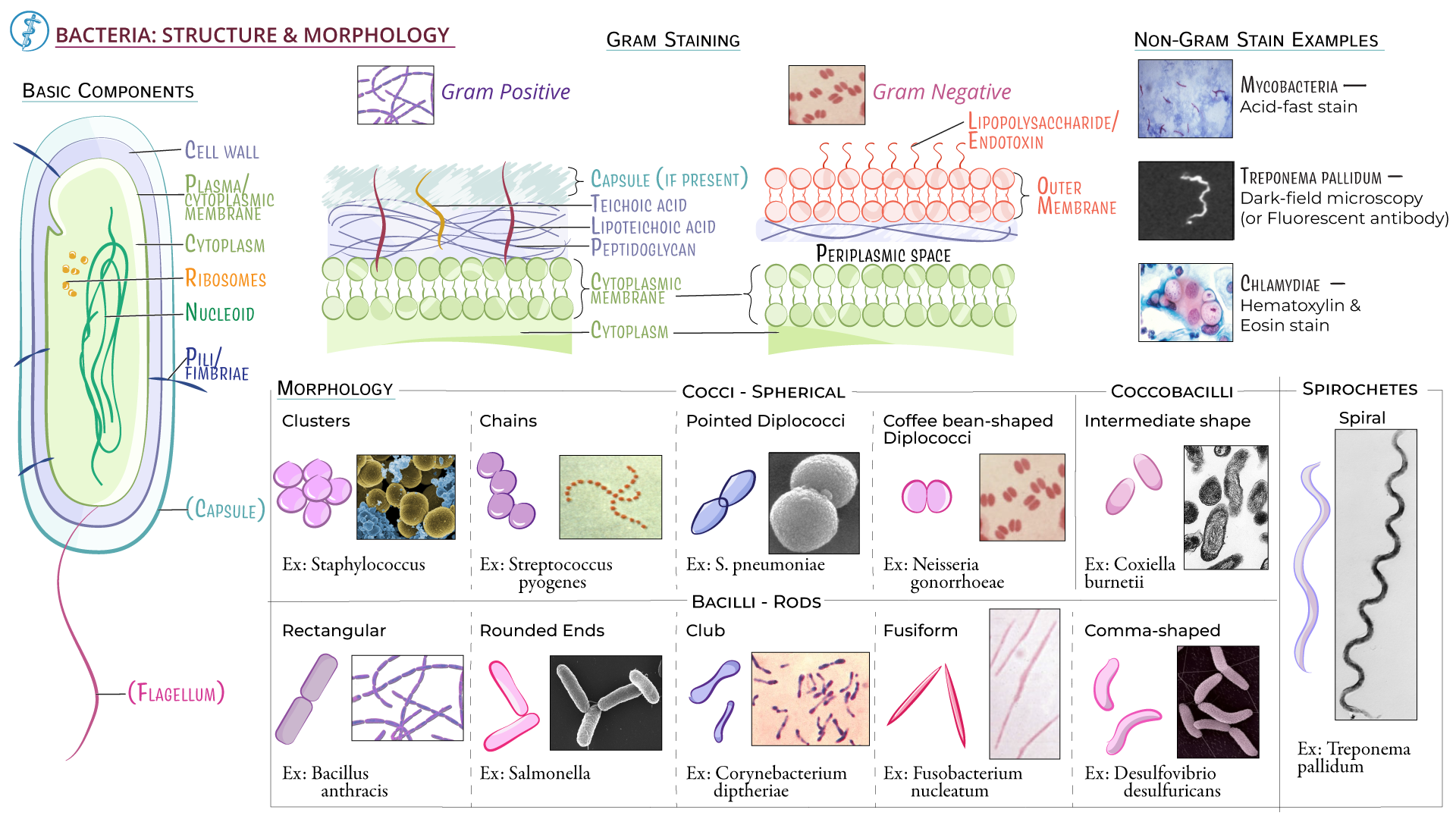 General Biology Bacterial Structure Morphology Ditki Medical General Biology Bacterial Structure Morphology Ditki Medical