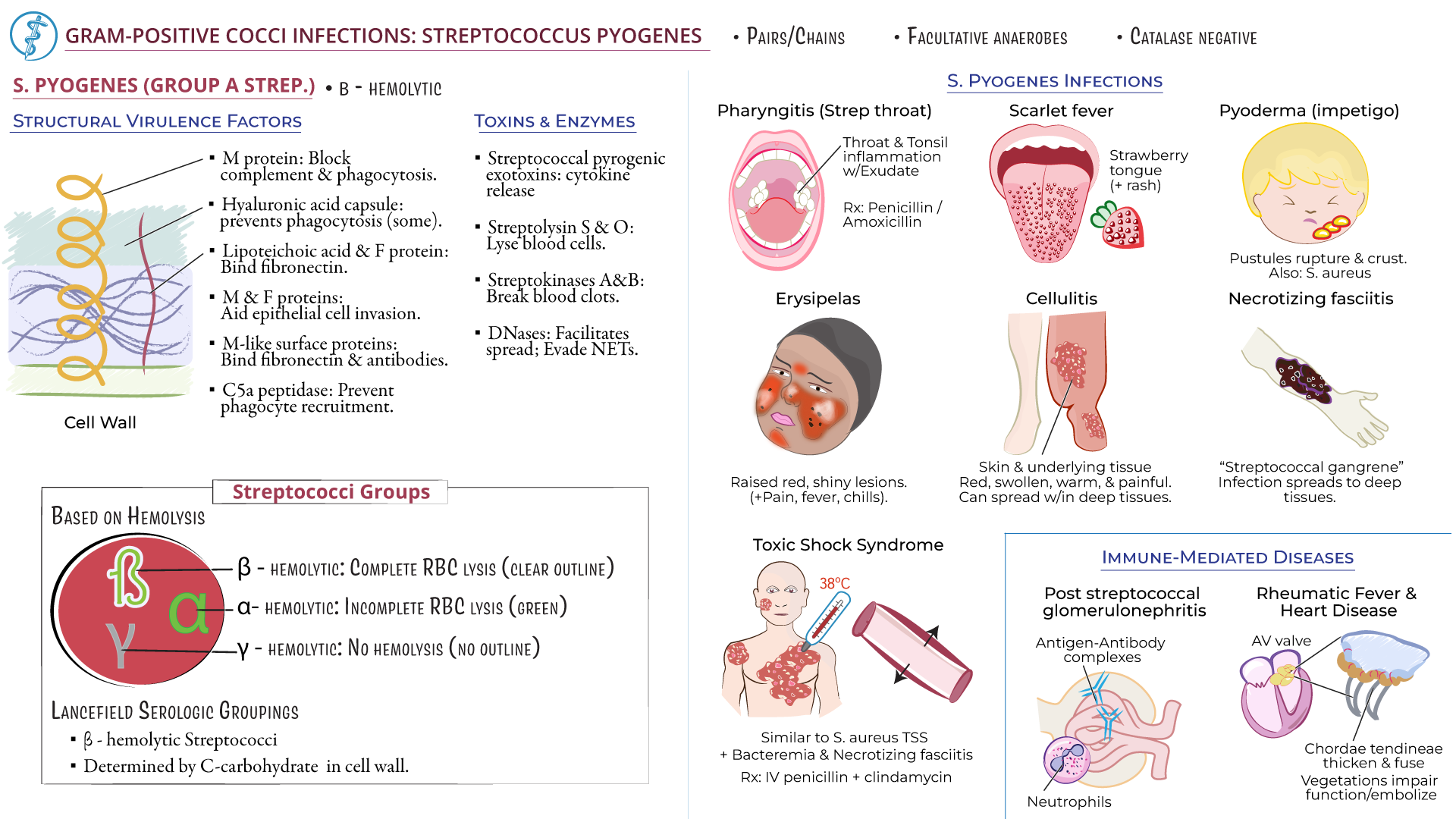 Streptococco Piogeno Photograph Of Petri Plates Showing Streptococcus