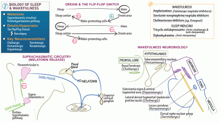 Neuroanatomy: Biology of Sleep & Wakefulness | ditki medical ...