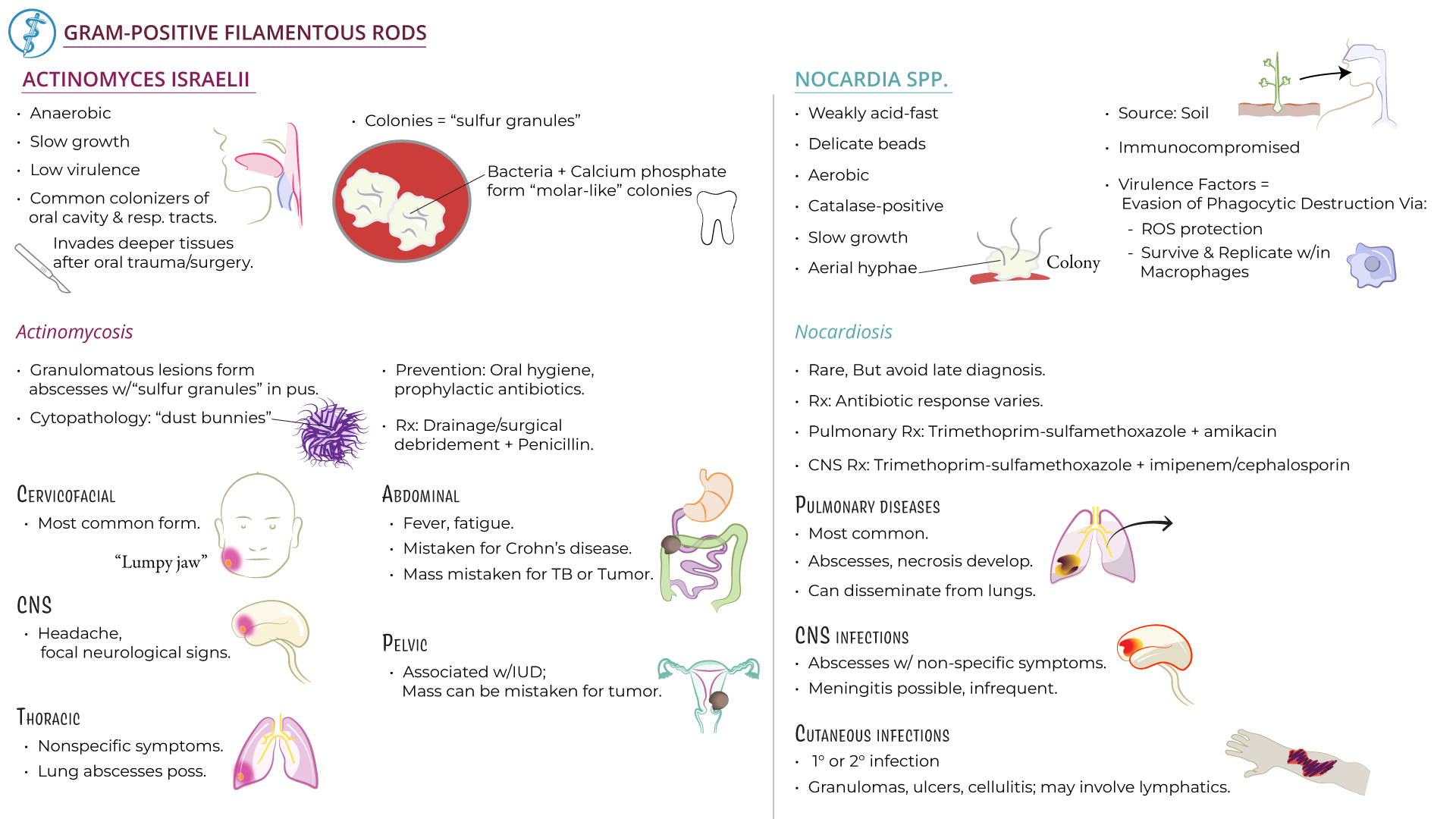 Immunology / Microbiology: Actinomyces & Nocardia | ditki medical ...