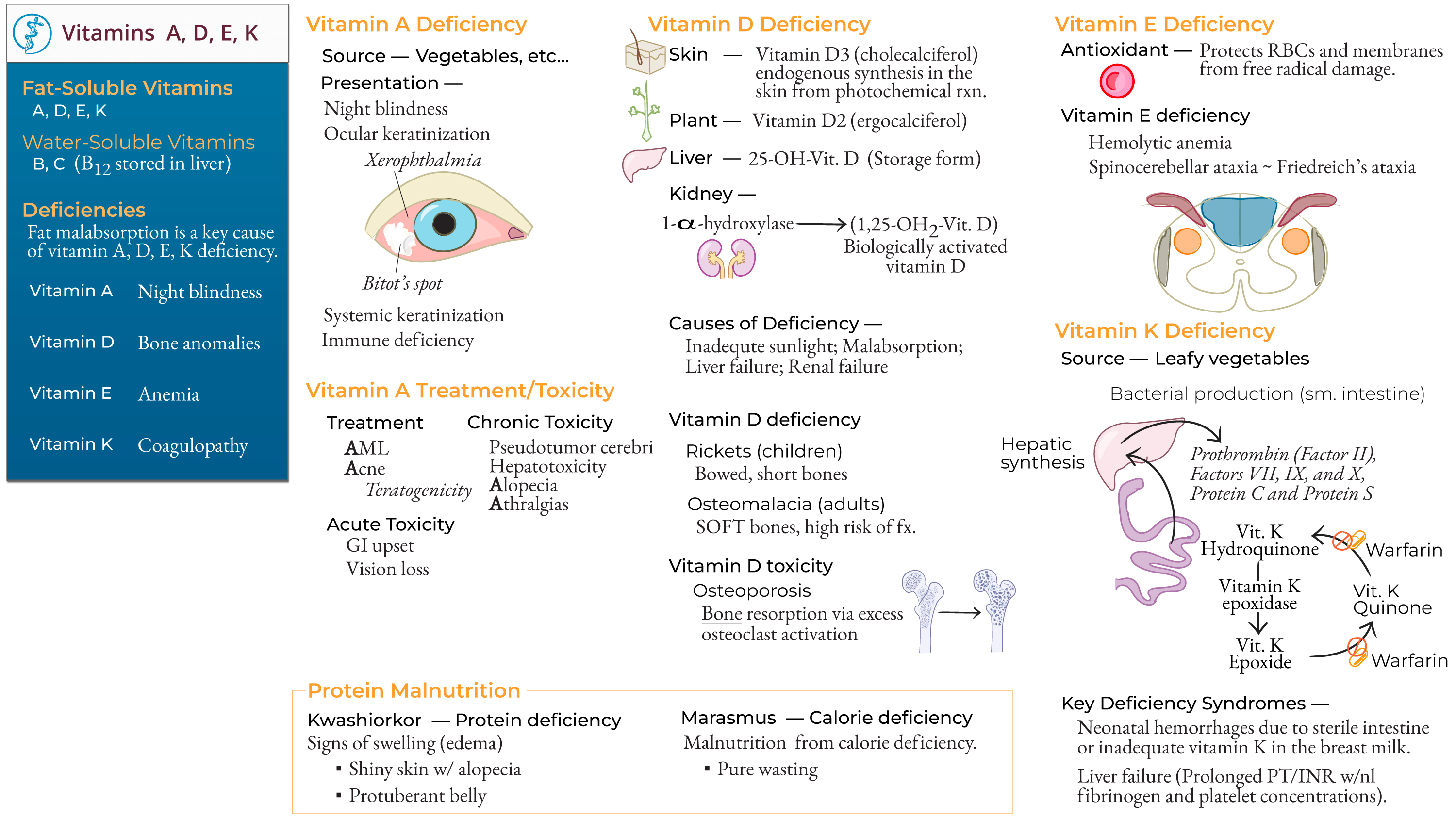 Clinical Pathology: Vitamins A, D, E, K | ditki medical & biological ...