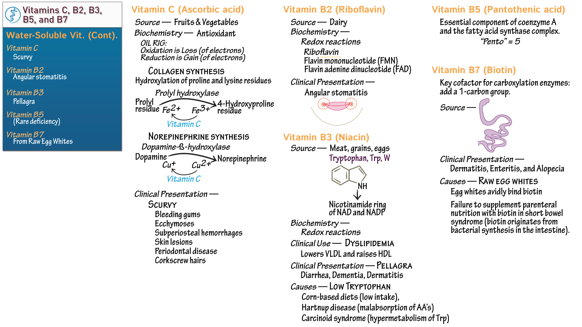 Biochemistry: Disorders of Vitamins C, B2, B3, B5, & B7 | ditki medical ...
