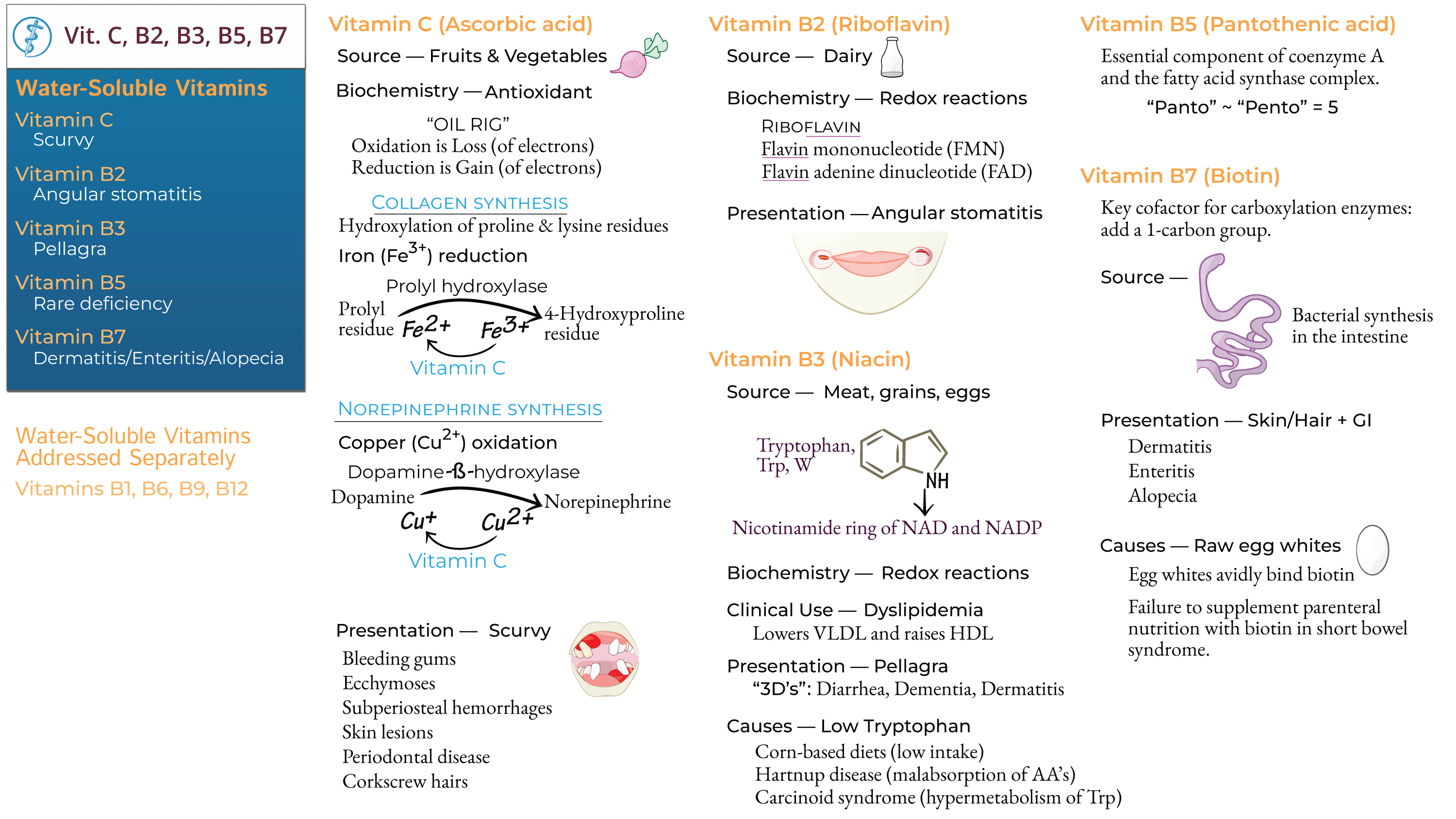 Biochemistry: Vitamins C, B2, B3, B5, & B7 | ditki medical & biological ...
