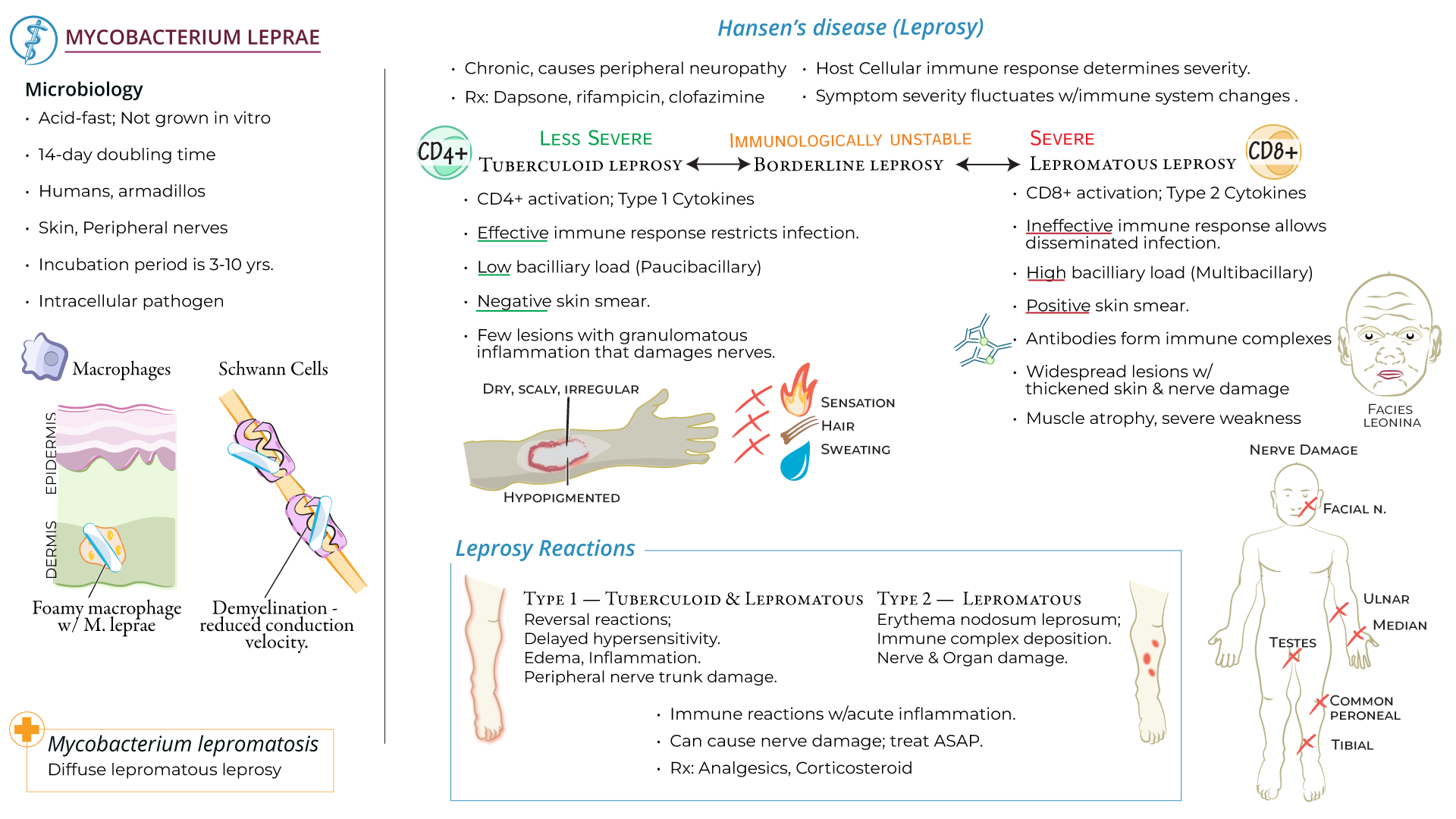 Mycobacterium Leprae Diagram Leprosy Hansen’s Disease Types Causes