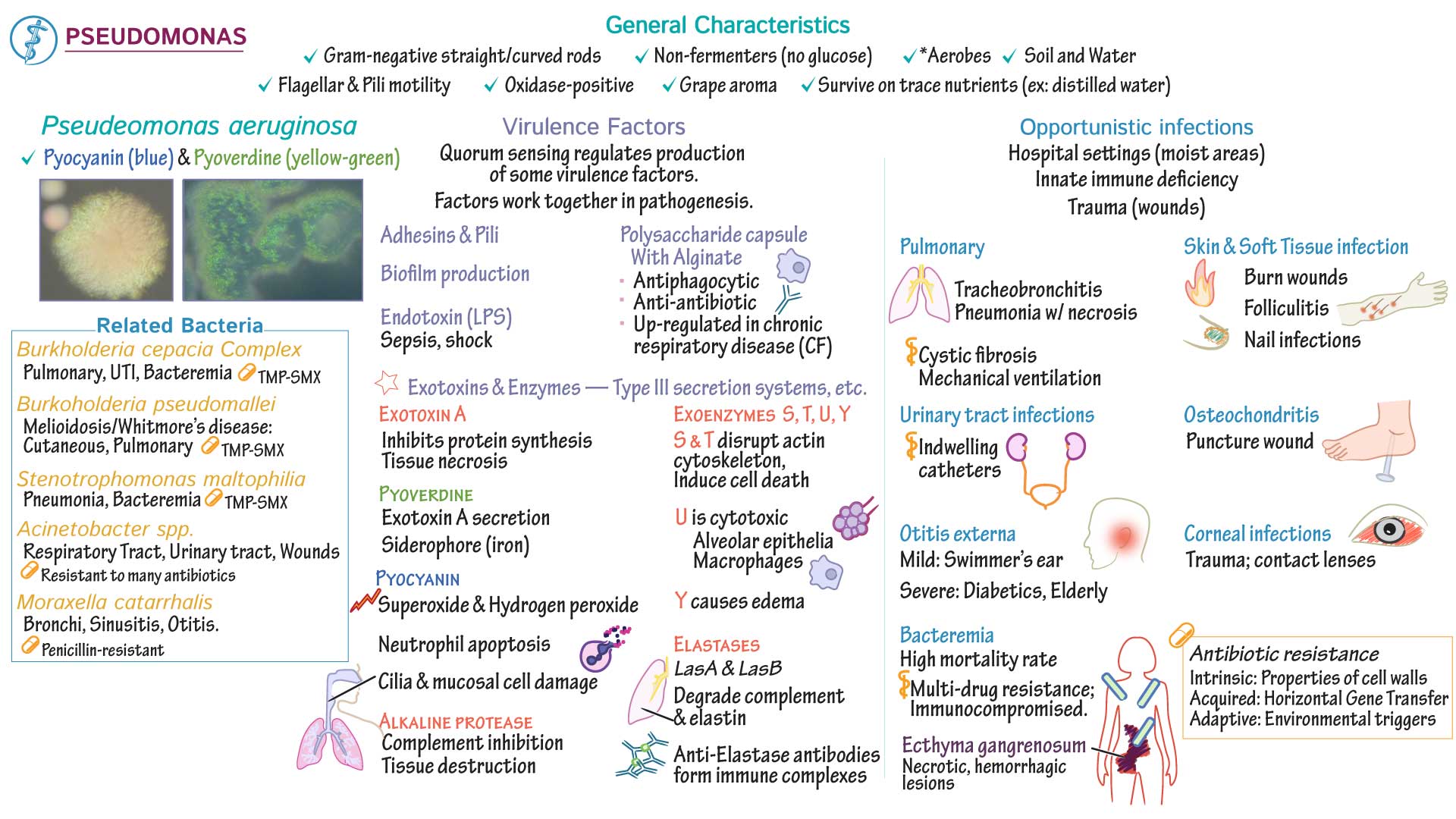 Immunology / Microbiology: Pseudomonas | ditki medical & biological ...