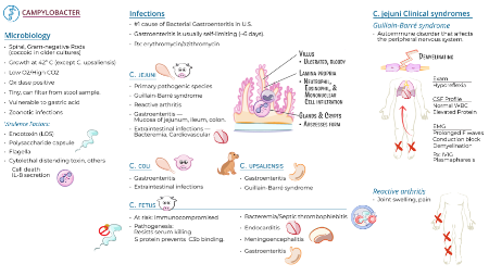 Immunology / Microbiology: Campylobacter | ditki medical & biological ...