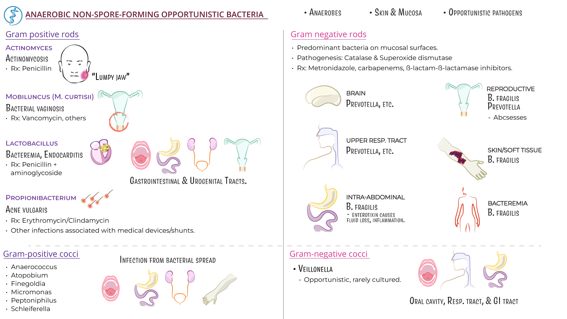 Clinical Pathology: Actinomyces & Related Bacteria | ditki medical ...