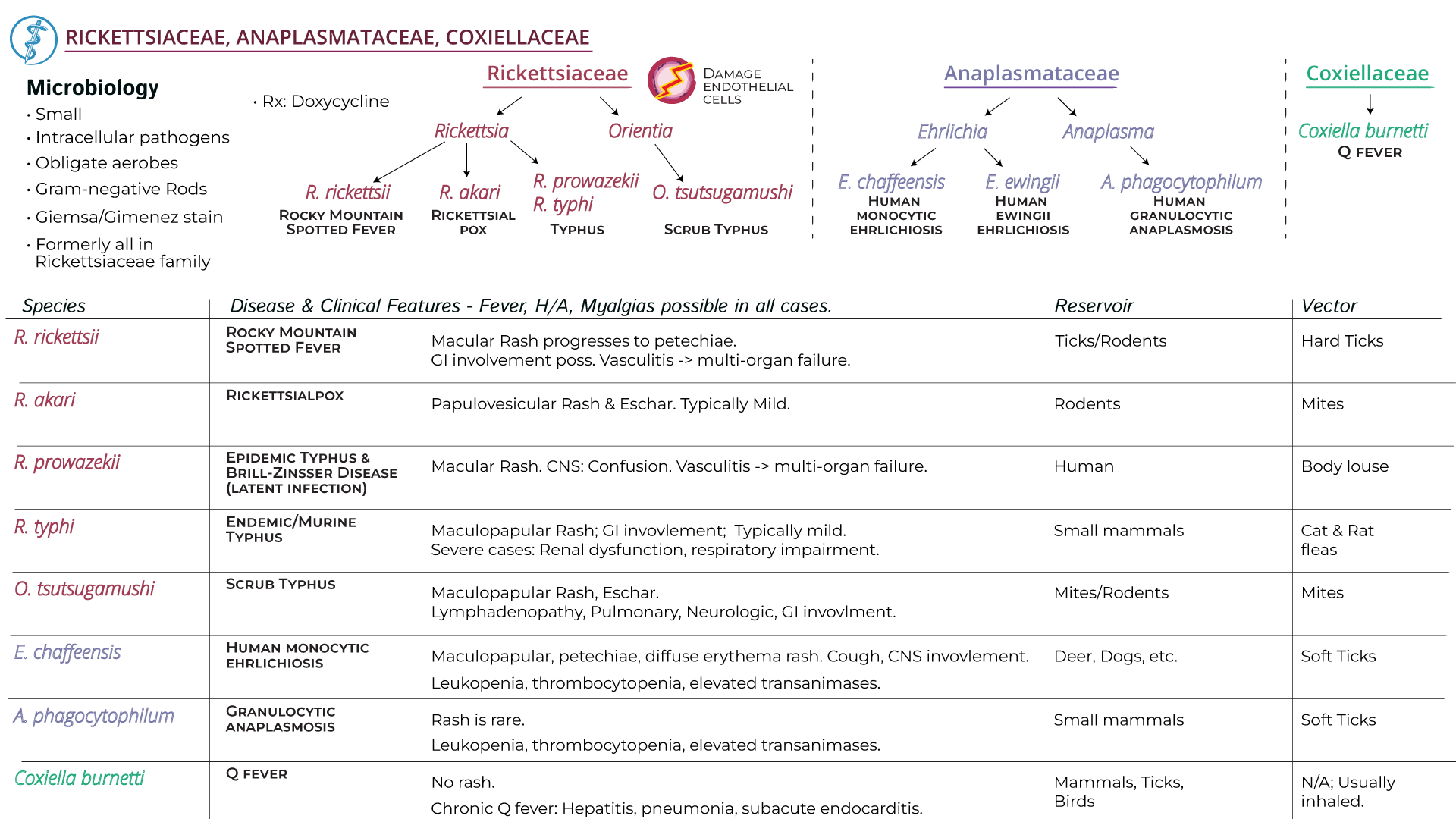 Musculoskeletal / Dermatologic System: Rickettsia, Q Fever, & Related ...