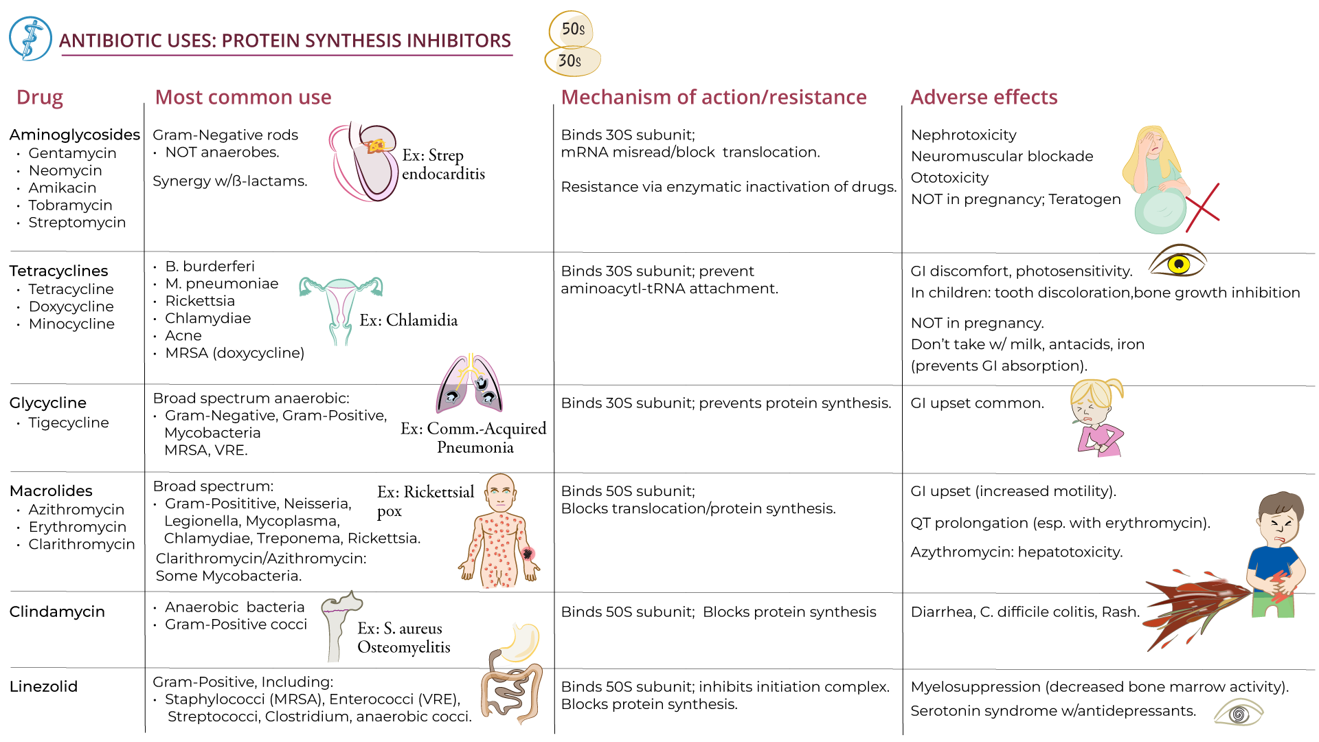 Immunology / Microbiology: Antibiotics: Ribosomes | ditki medical & biological sciences