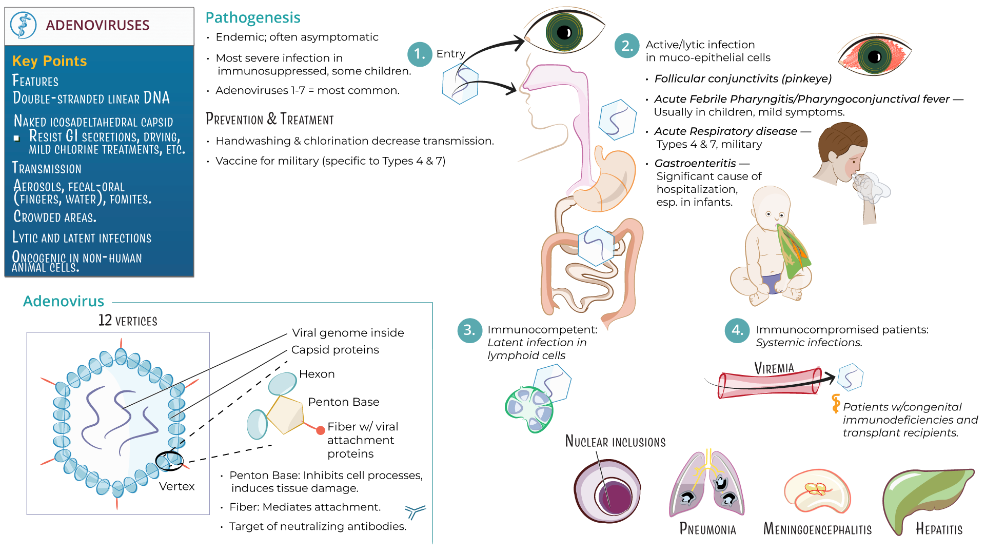 Immunology / Microbiology: Adenoviruses | ditki medical & biological ...