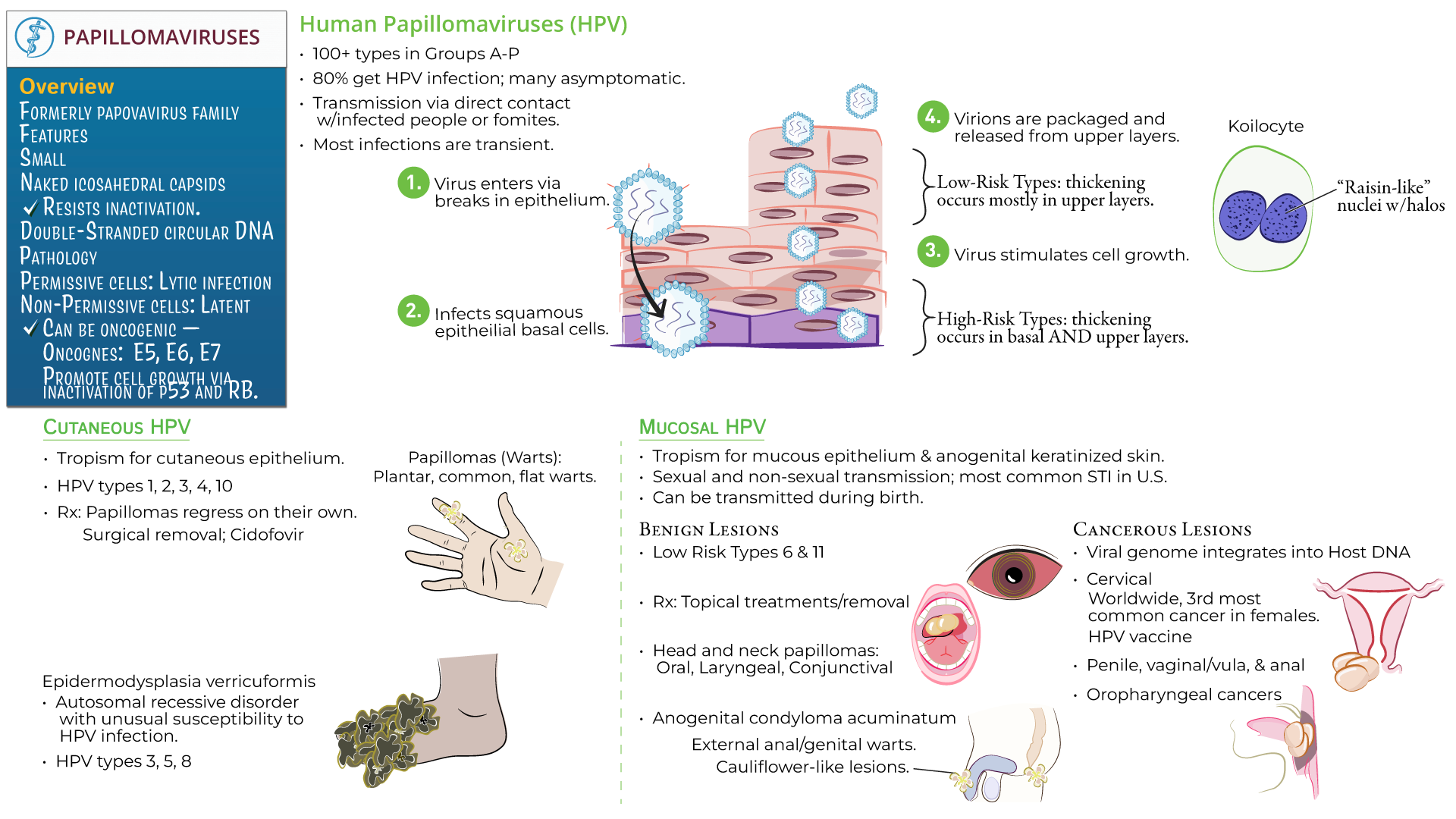 Immunology / Microbiology: Papillomaviruses | ditki medical ...