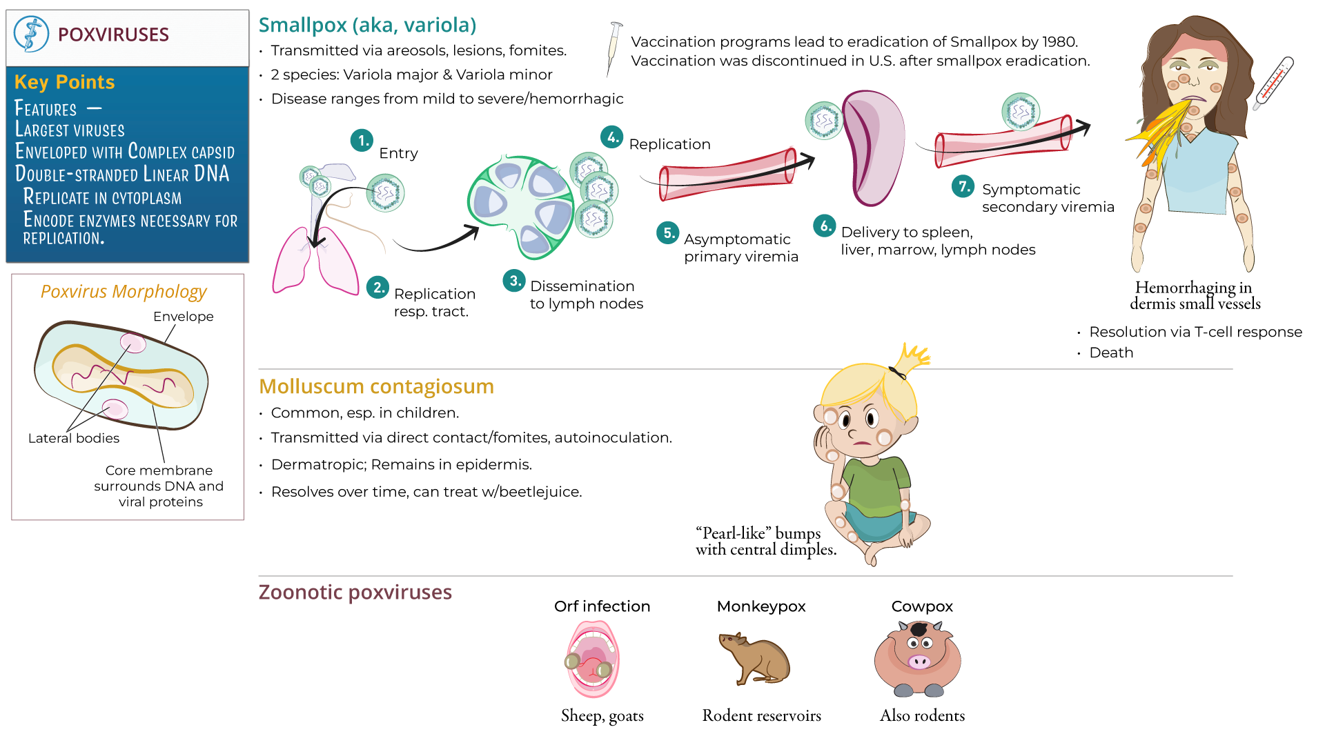 Immunology / Microbiology: Poxviruses: Smallpox & Molluscum Contagiosum ...