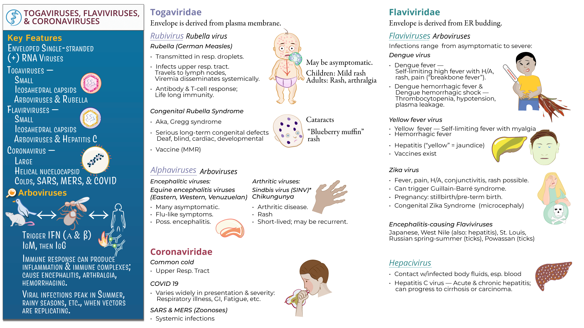 Immunology / Microbiology: Rubella, Dengue, Coronavirus, Others | ditki ...