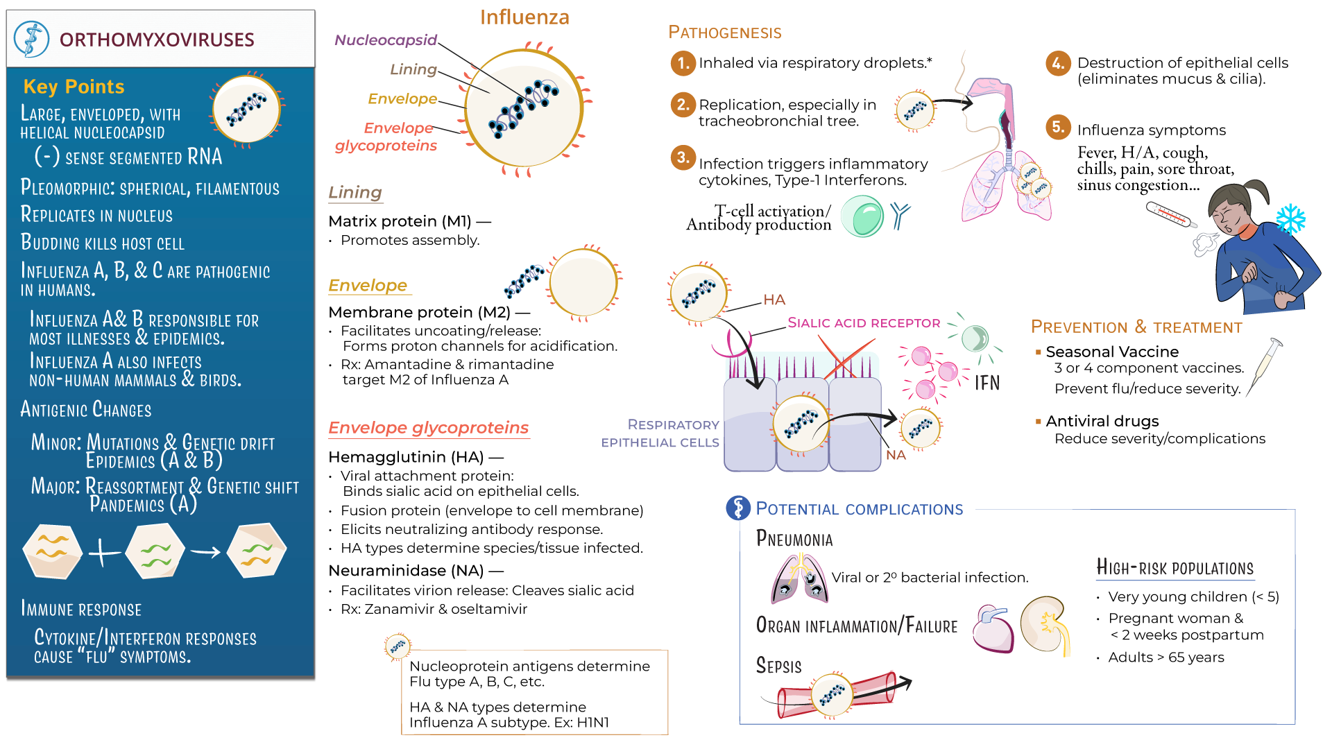Immunology / Microbiology: Orthomyxoviridae (Influenza) | ditki medical ...