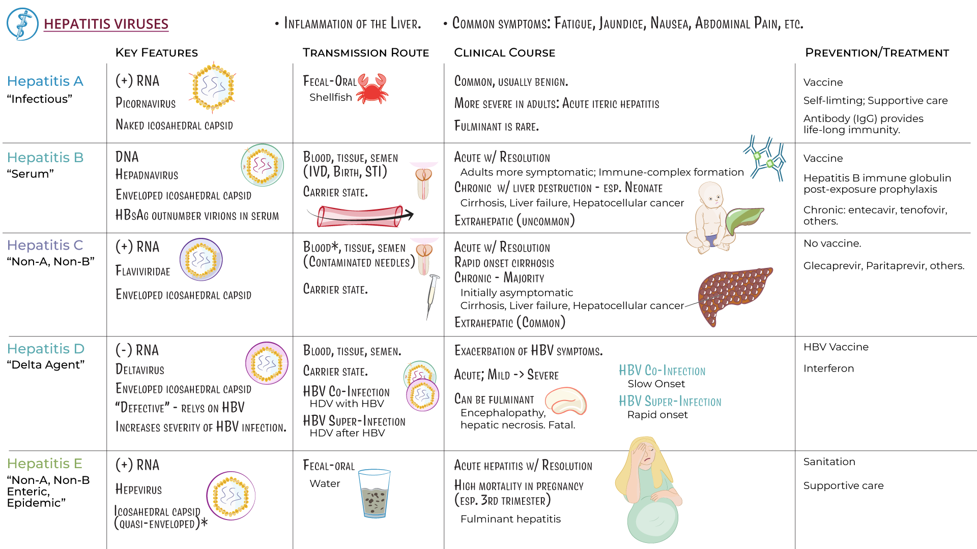 Immunology / Microbiology: Hepatitis Viruses | ditki medical ...